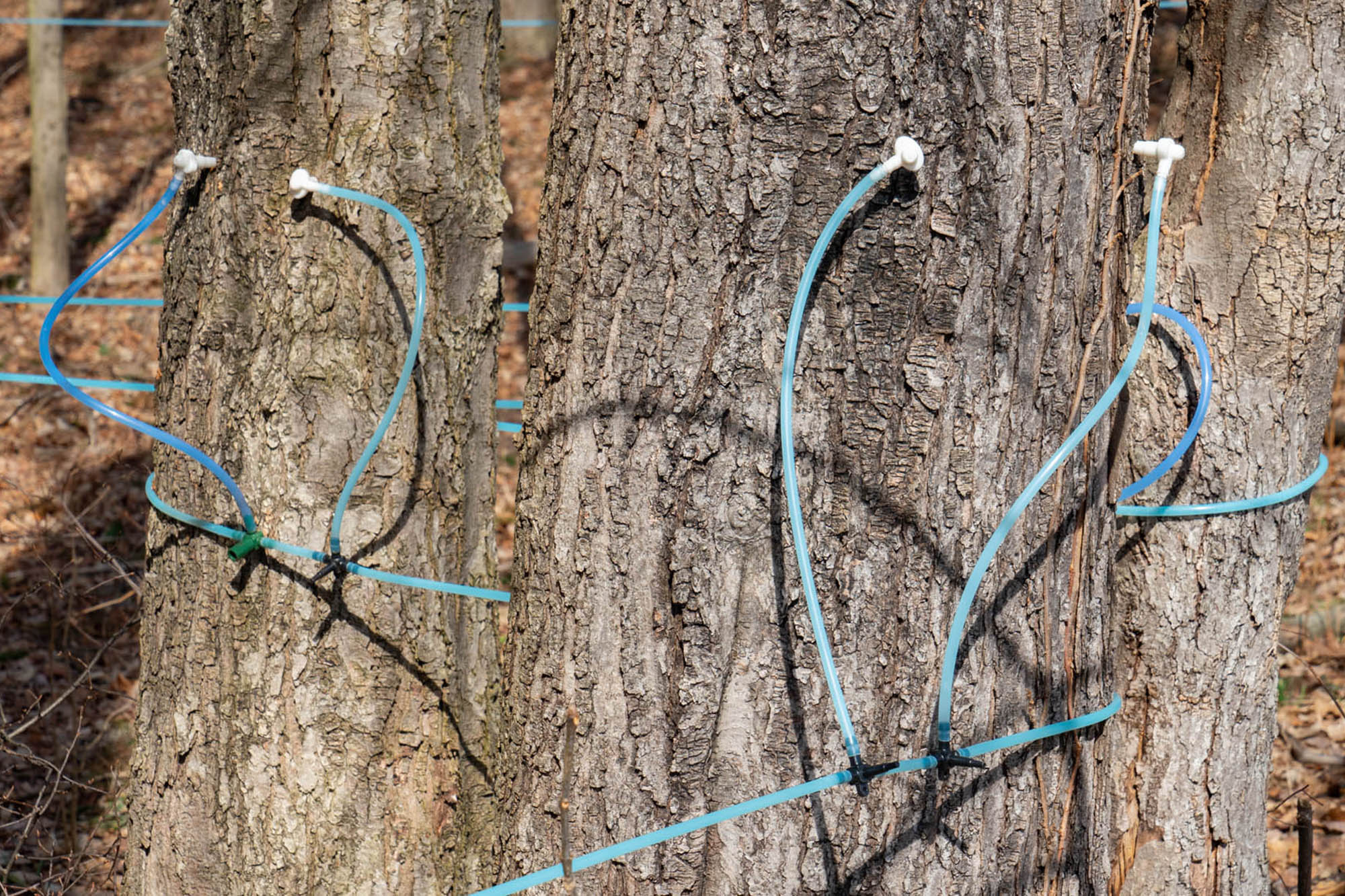 Photos - NYS Maple Producers Association