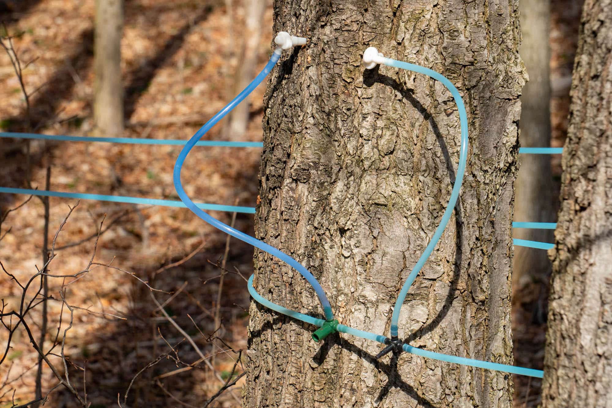 Photos - NYS Maple Producers Association